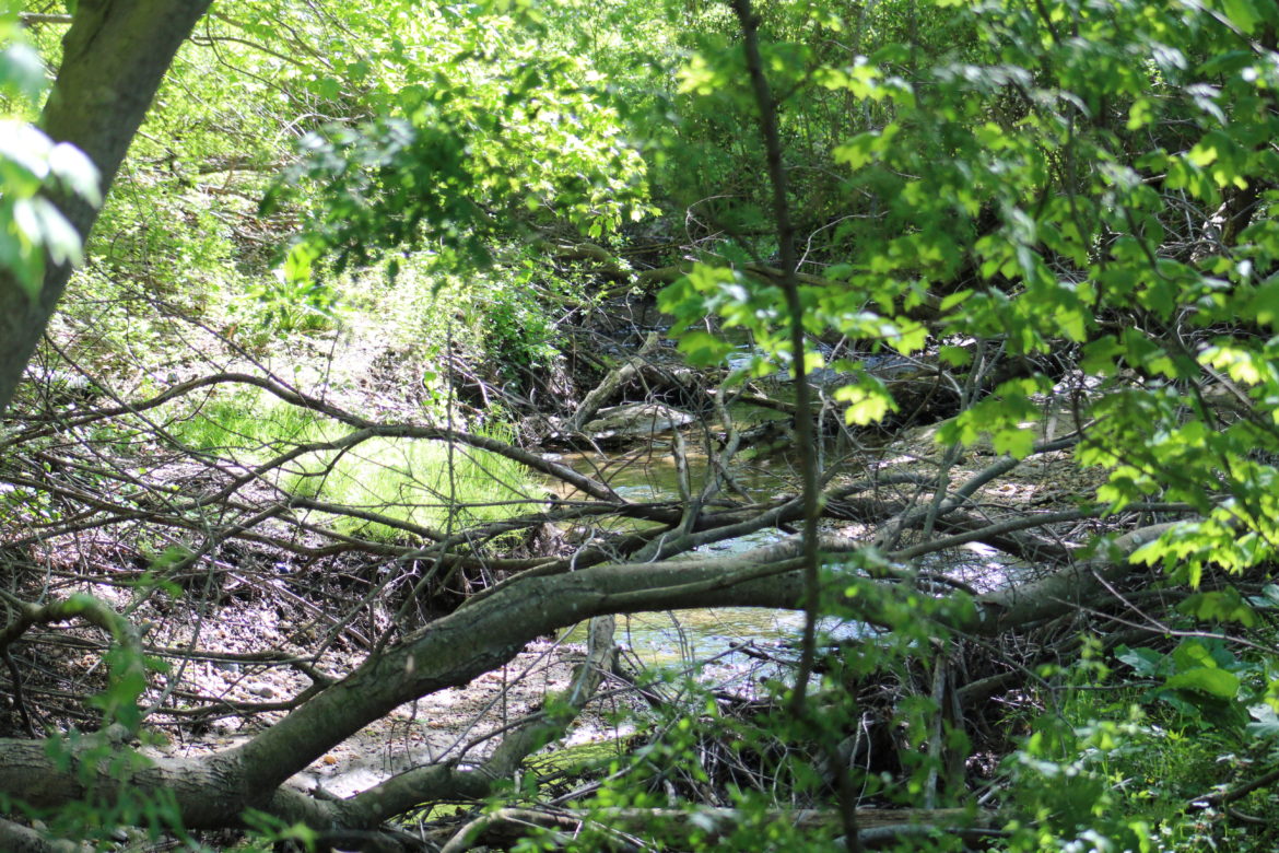 Harrison Pond Park | Finding Feathers Long Island